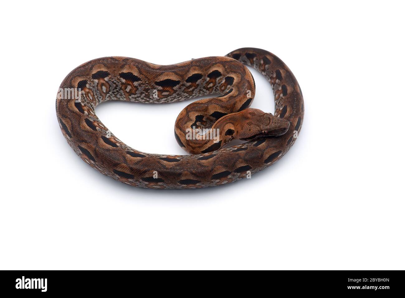 Madagascar endangered Cut Out Stock Images & Pictures - Alamy