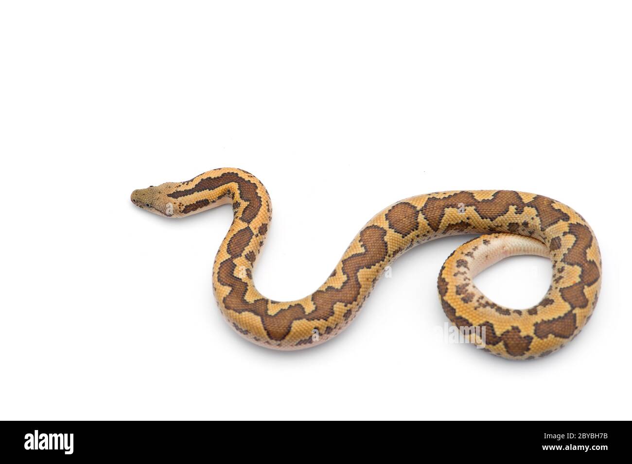 Kenyan sand Boa isolated on white background Stock Photo - Alamy
