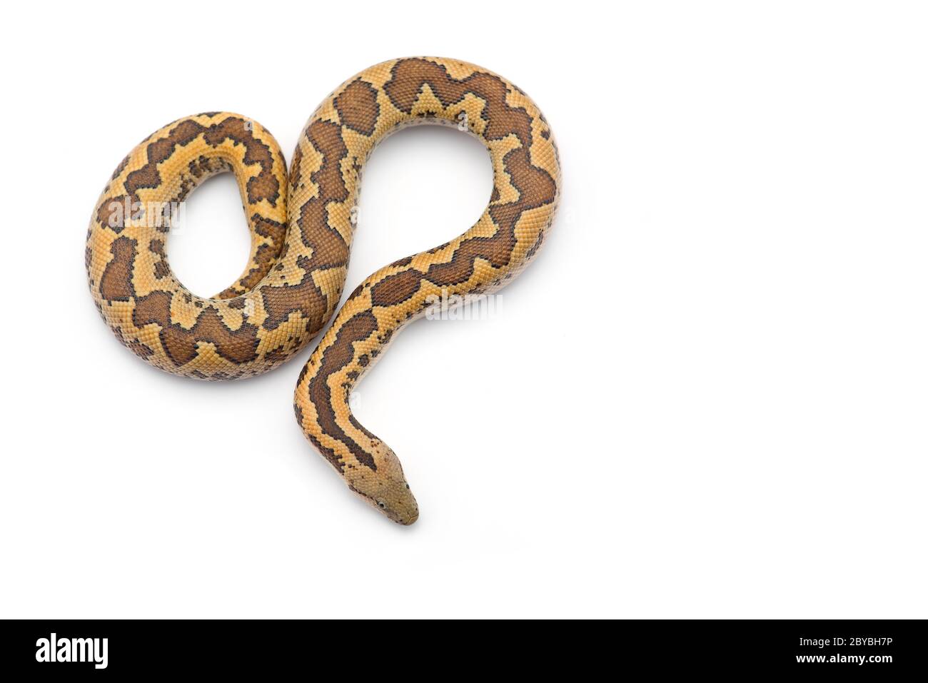 Kenyan sand Boa isolated on white background Stock Photo - Alamy