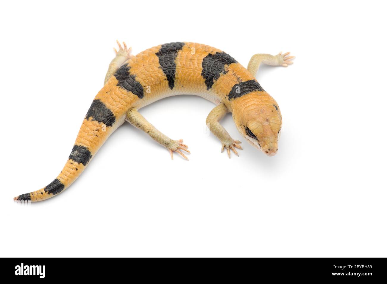 Peters's banded skink isolated on white background Stock Photo - Alamy