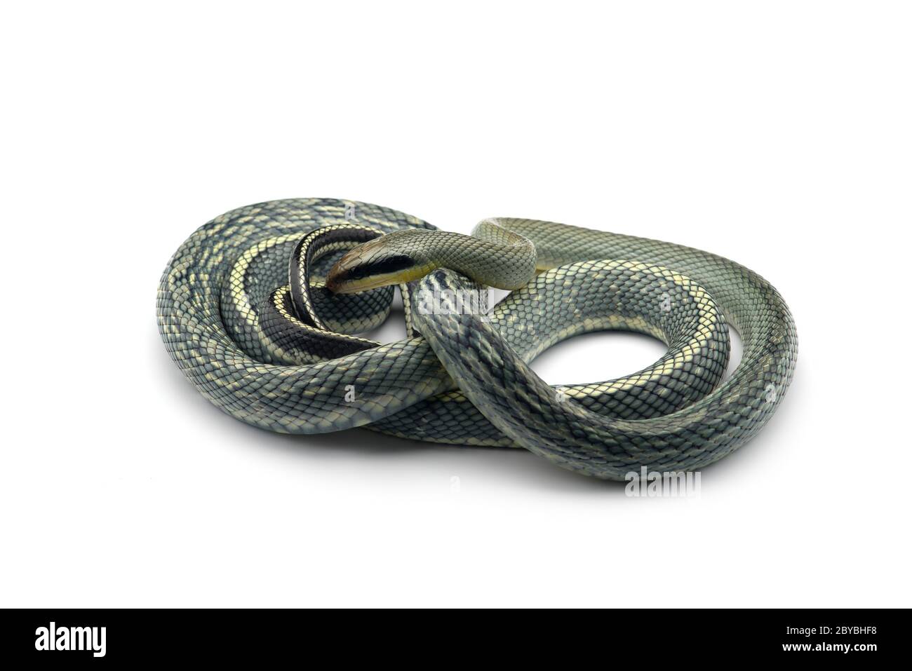Beauty rat Snake isolated on white background Stock Photo - Alamy