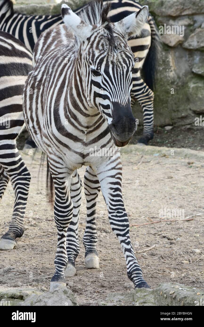 Bill has a vertical white stripe hi-res stock photography and images ...