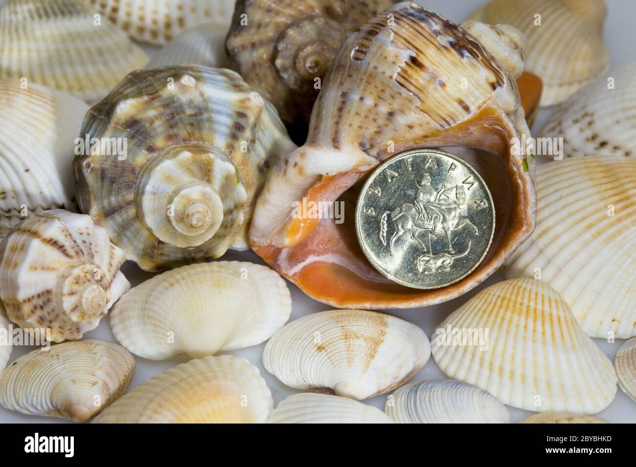 Various sea shells and coin of Bulgaria from back Stock Photo - Alamy
