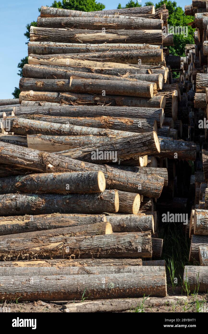 Stacked cut logs, Sawmill operation, E USA, by James D Coppinger ...