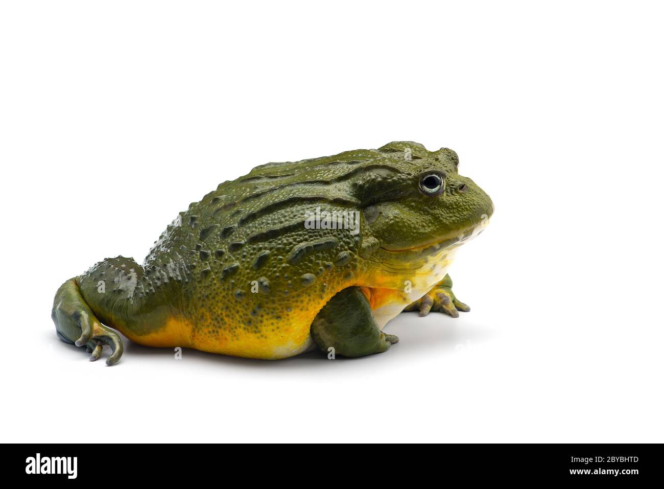 The African bullfrog isolated on white background Stock Photo - Alamy