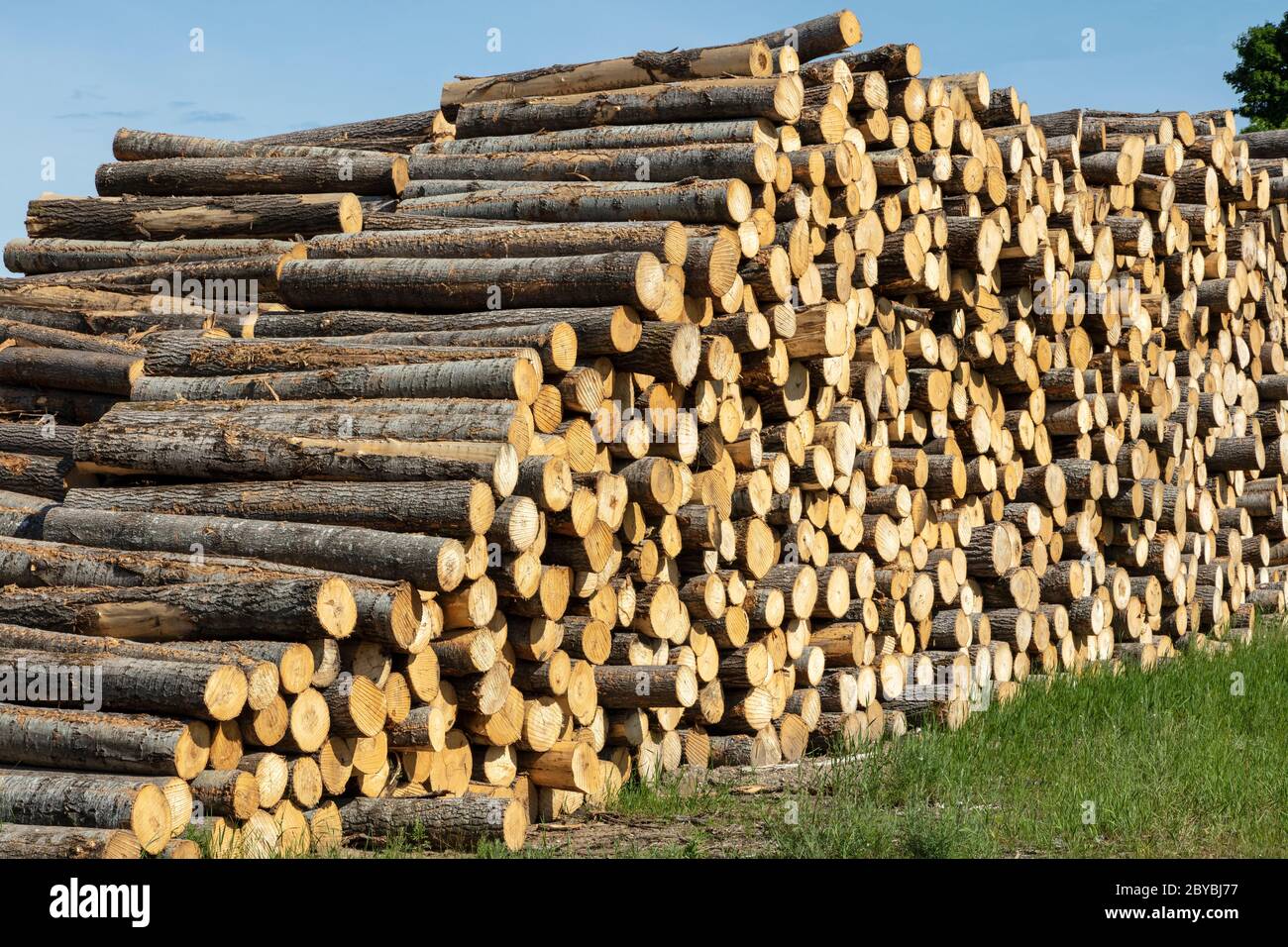 Stacked cut logs, Sawmill operation, E USA, by James D Coppinger ...