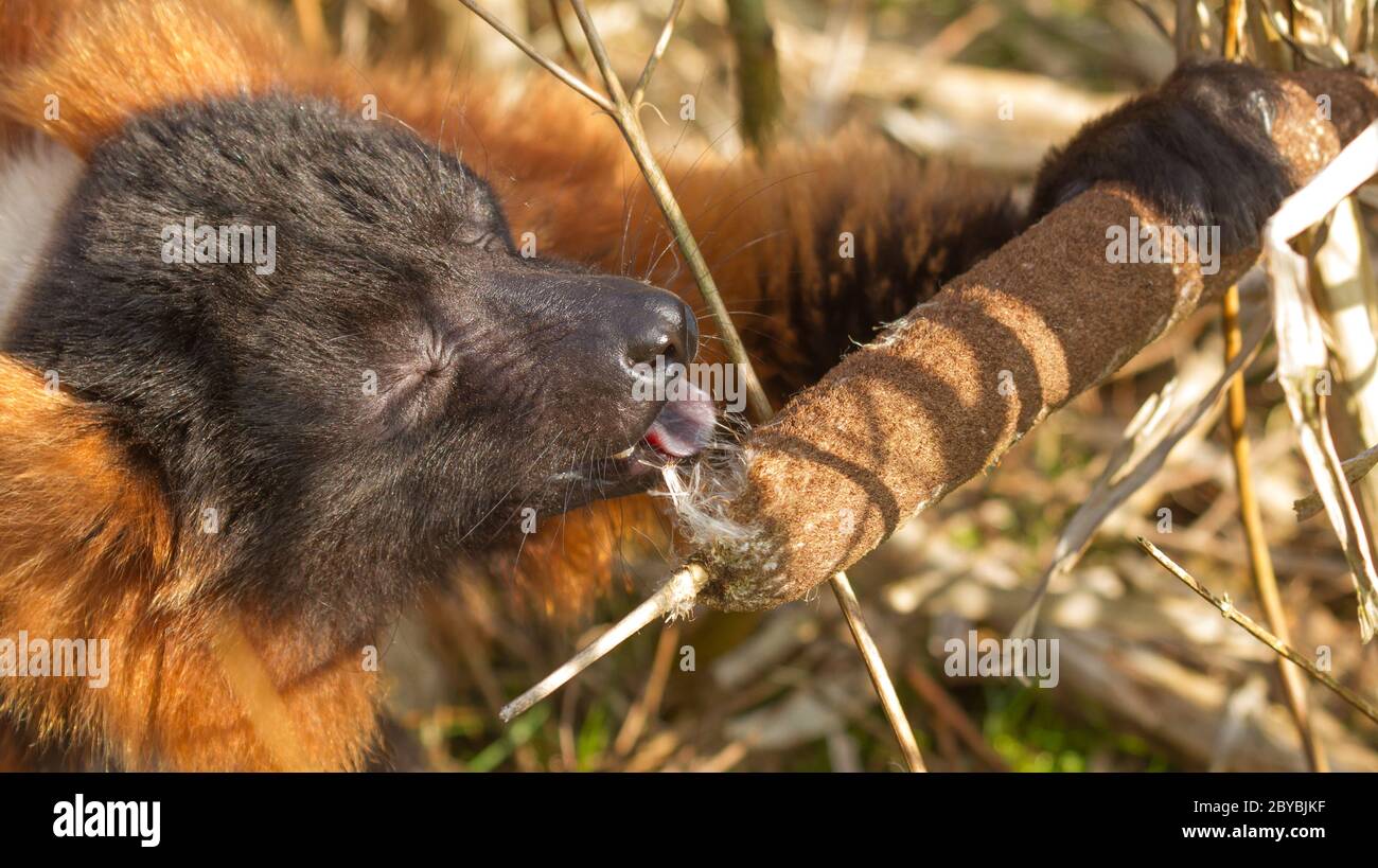 An eating crown maki Stock Photo - Alamy