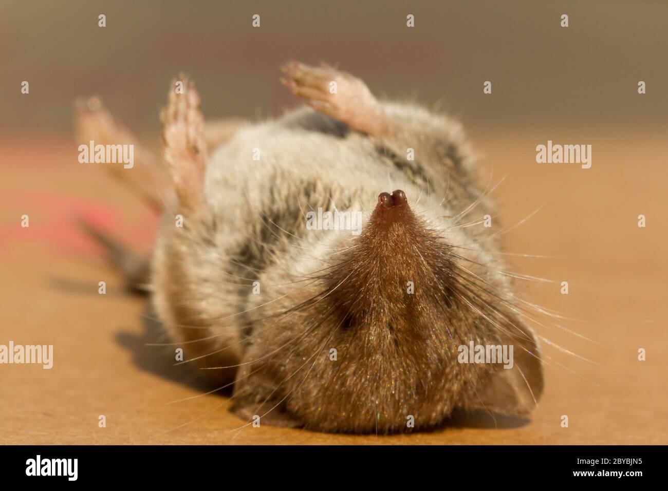 Cat and mouse images hi-res stock photography and images - Alamy