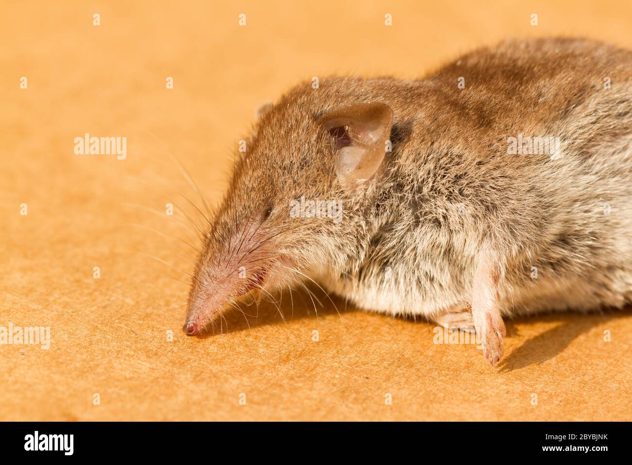 A dead mouse Stock Photo - Alamy