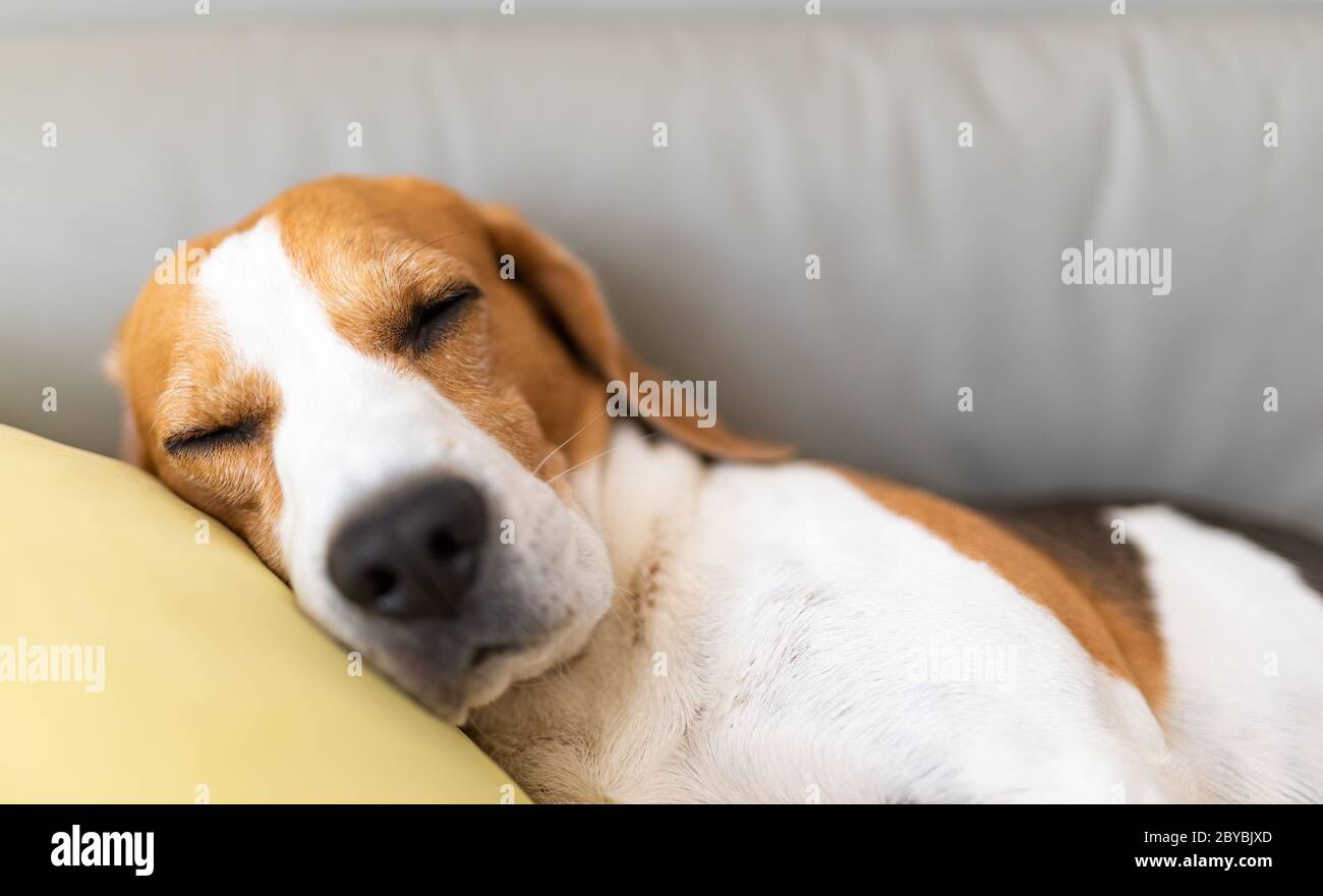 Beagle dog tired sleeps on a couch in funny position Stock Photo - Alamy