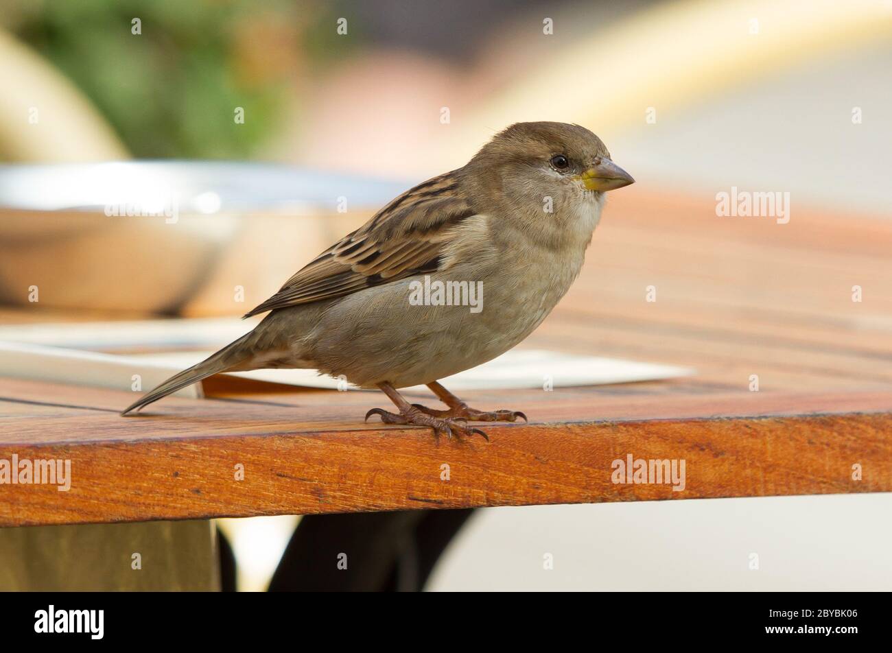 Sparrow on a table Stock Photo - Alamy