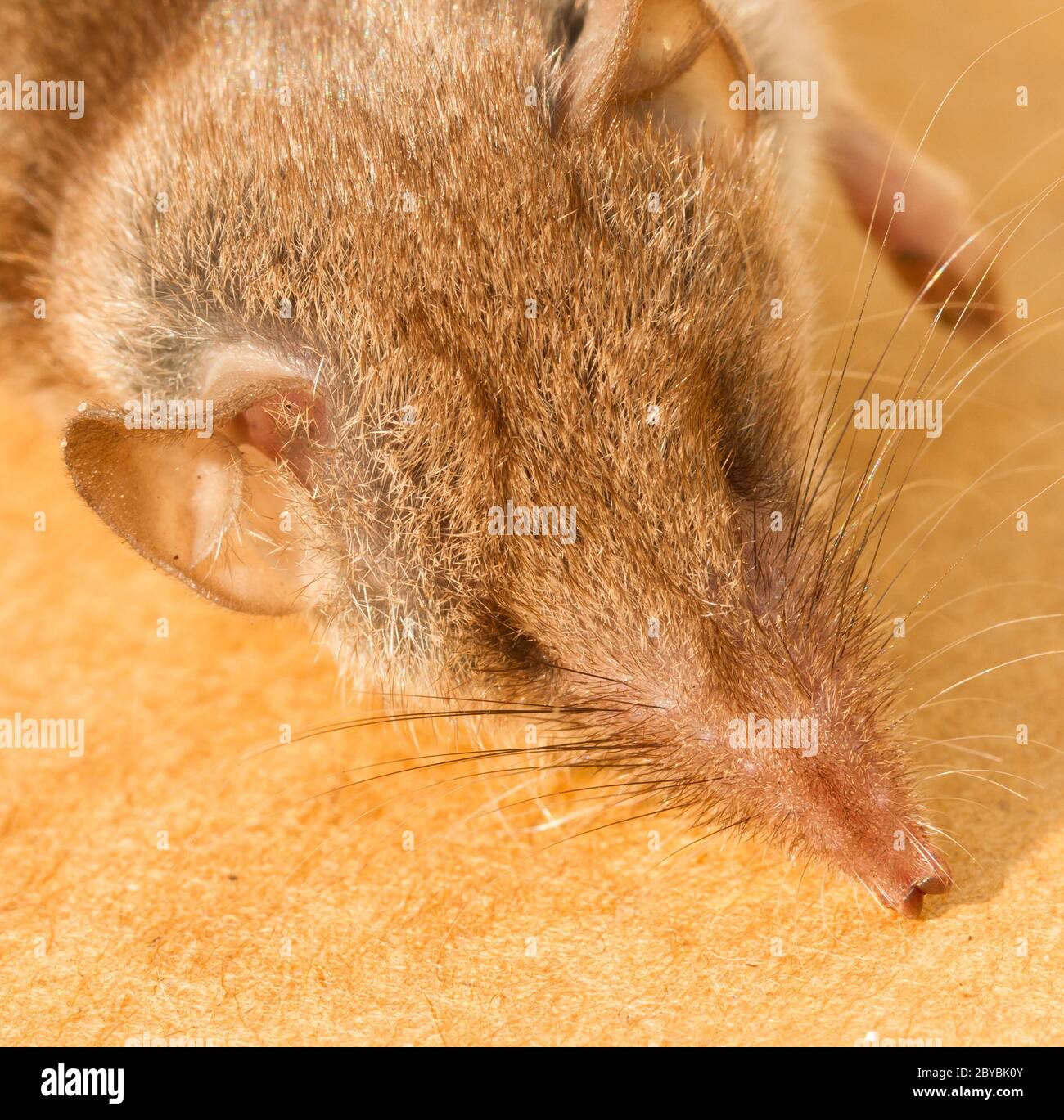 Cat and mouse images hi-res stock photography and images - Alamy