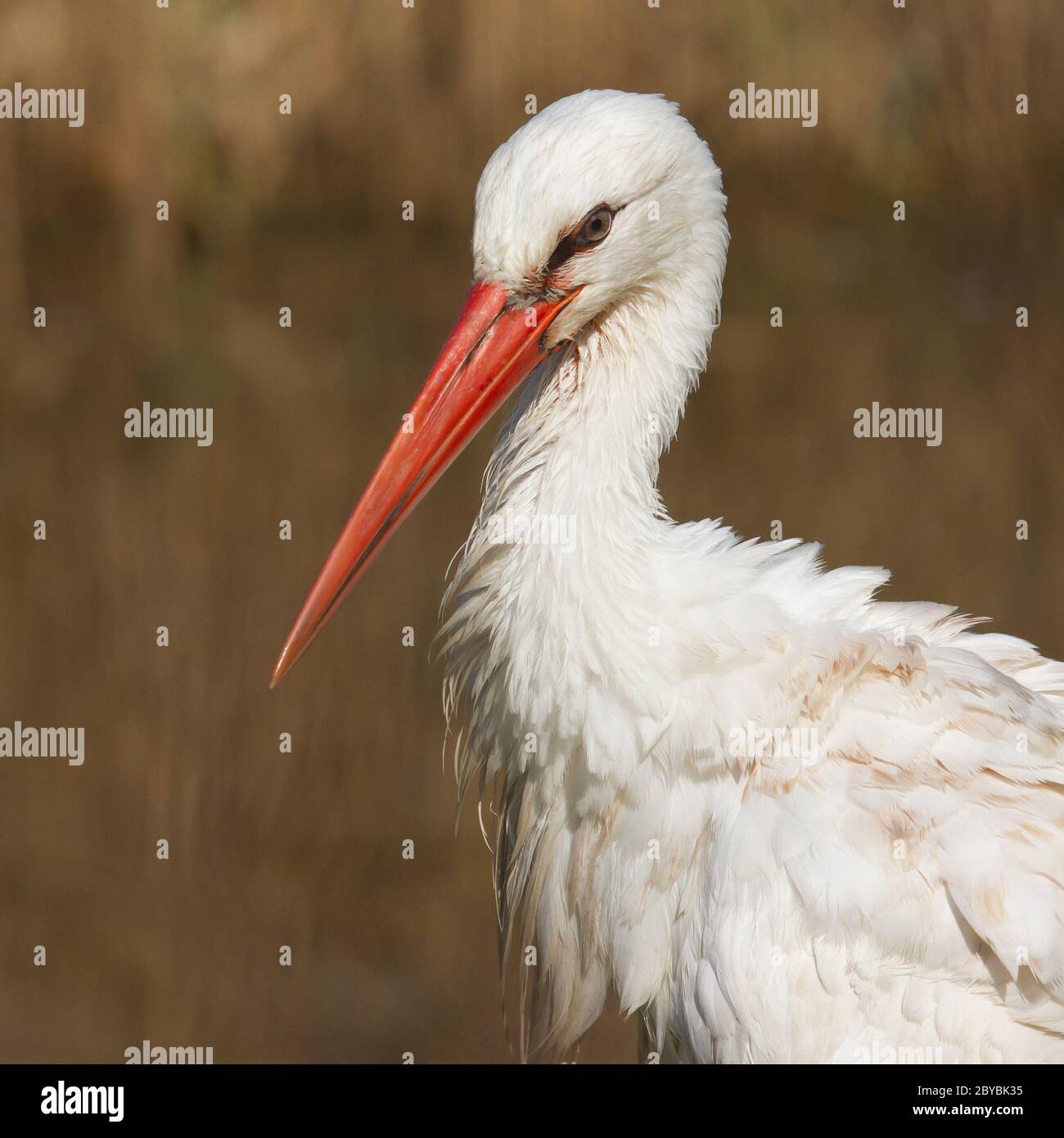 Close-up of a stork Stock Photo - Alamy