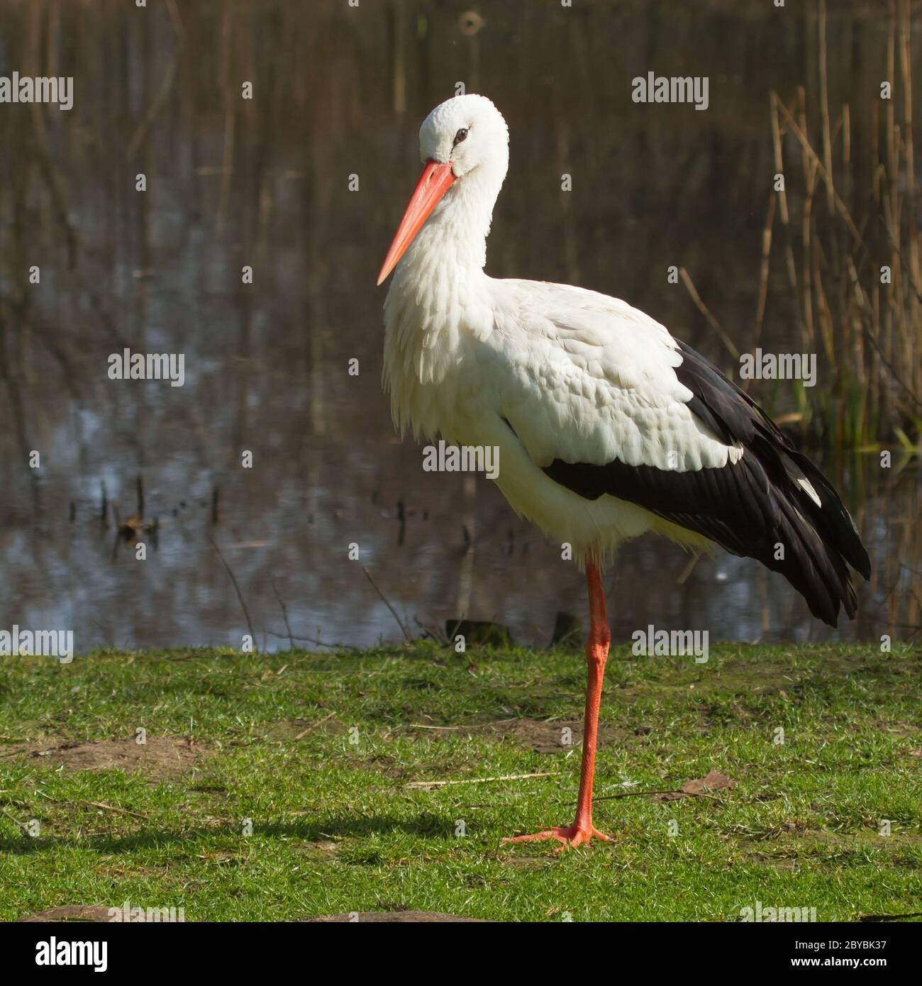 A stork in its natural habitat Stock Photo - Alamy