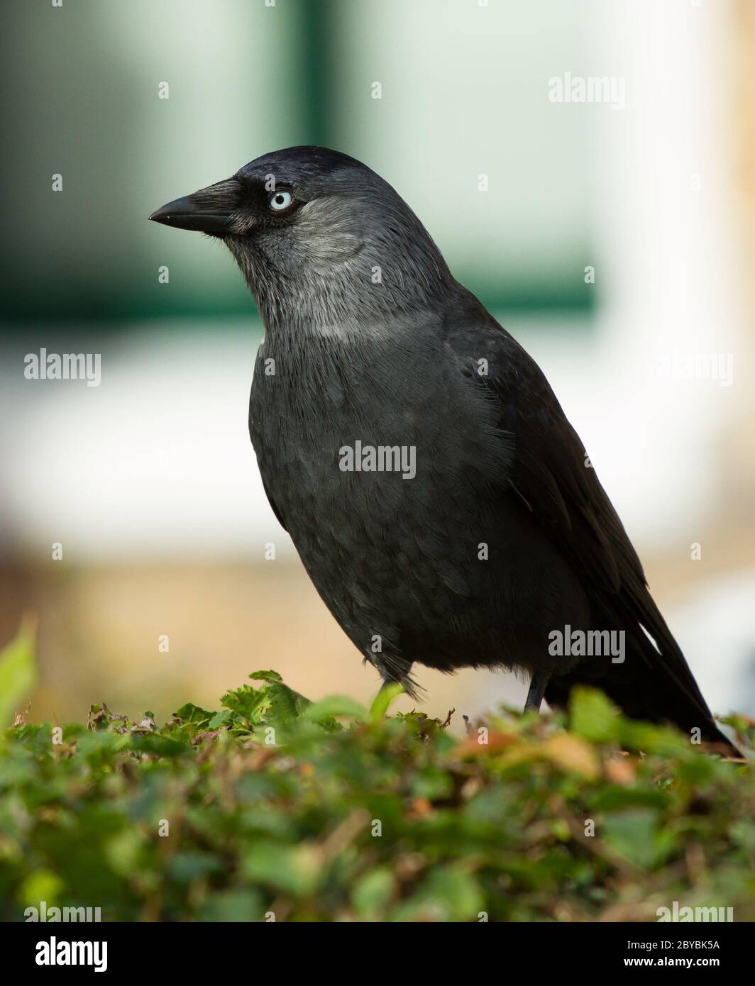 Jackdaw photographs hi-res stock photography and images - Alamy