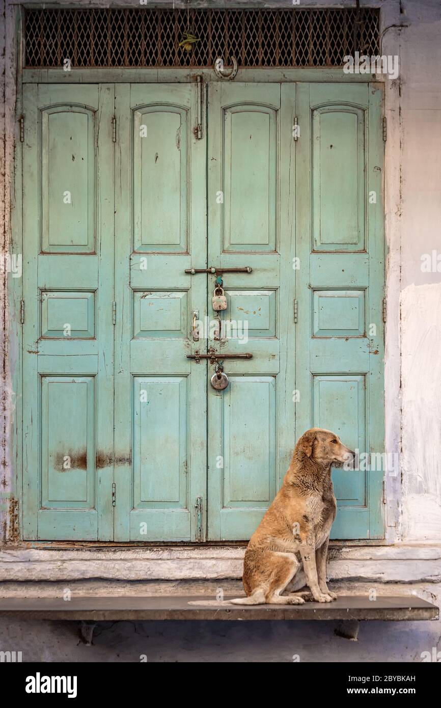 Dogs guarding house at streets of Udaipur, India Stock Photo - Alamy