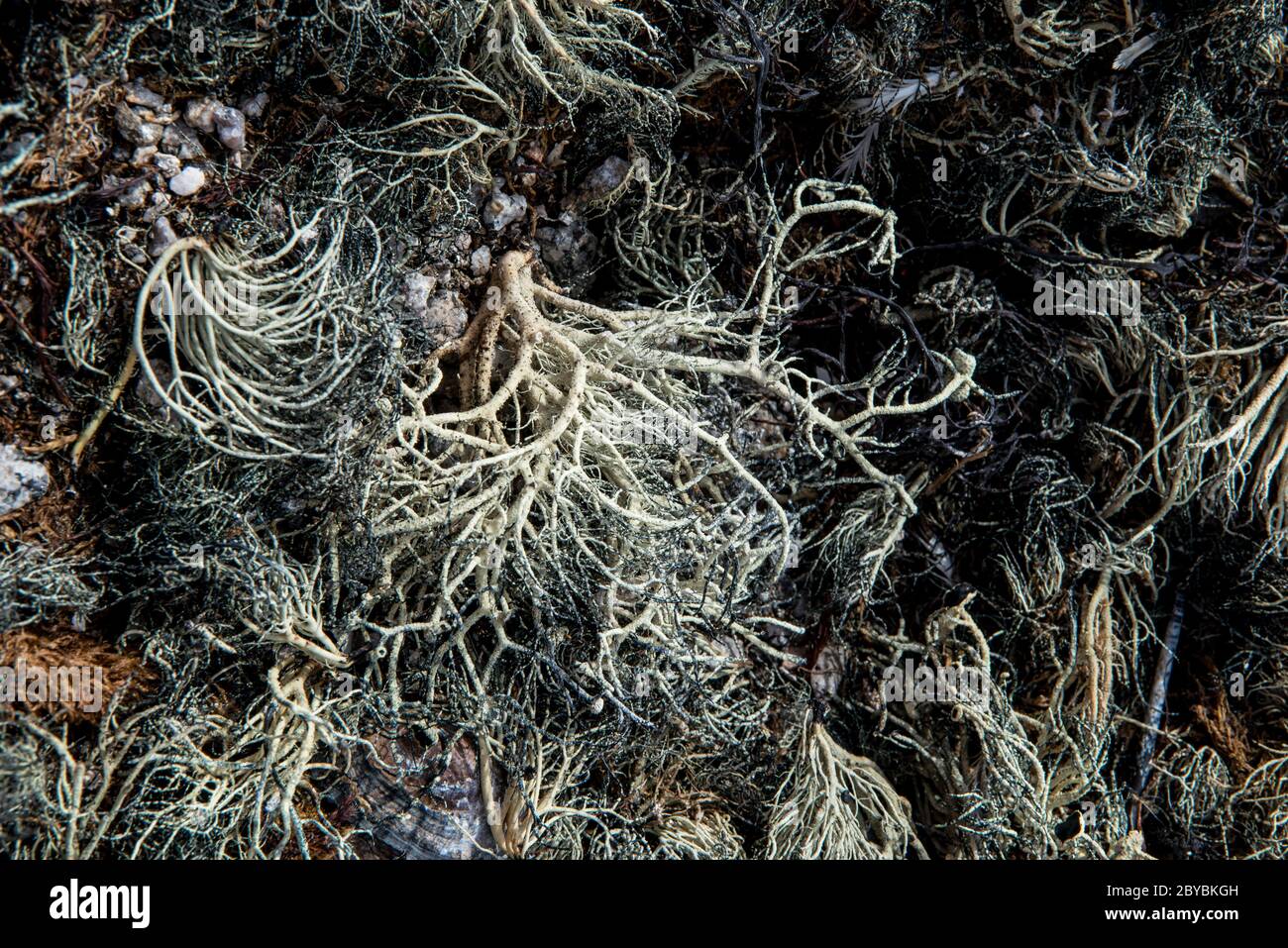 Lichen on rock rocks hi-res stock photography and images - Alamy
