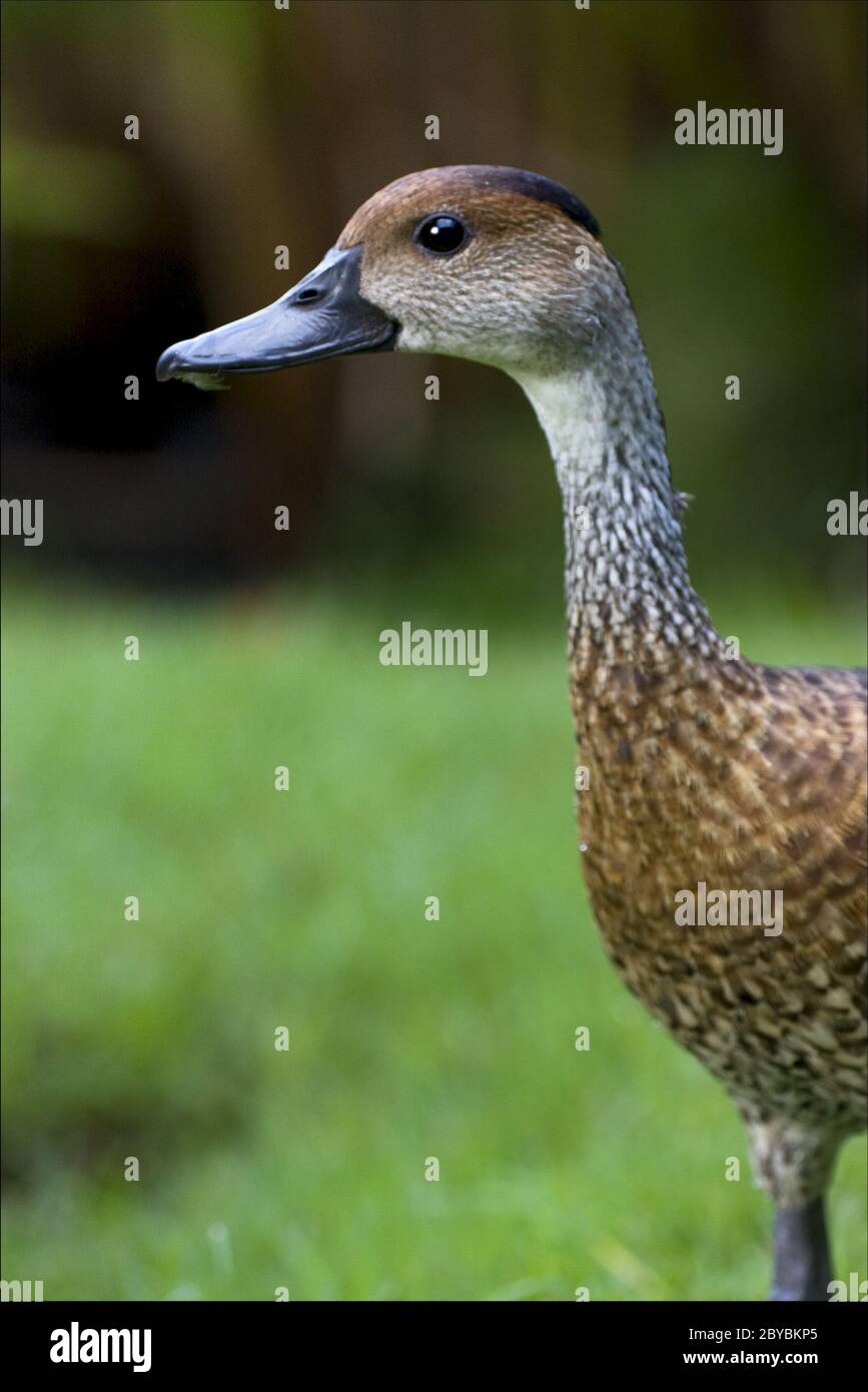 Duck side spot hi-res stock photography and images - Alamy