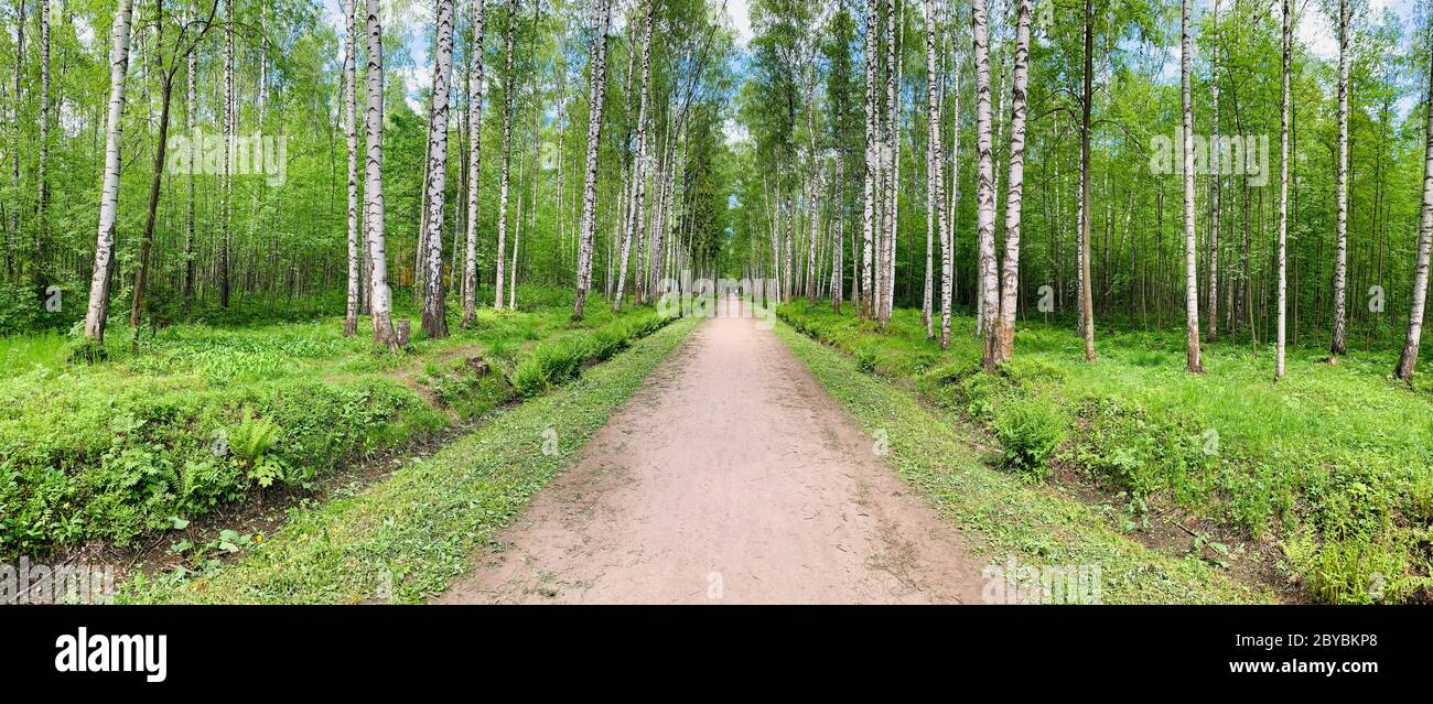 Panoramic image of the straight path in the forest among birch trunks ...