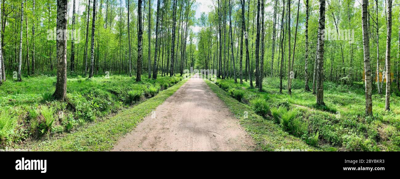 Panoramic image of the straight path in the forest among birch trunks ...