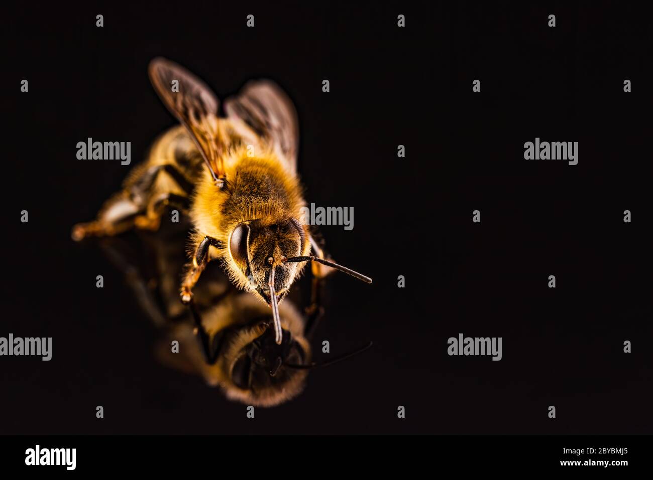 Honey bee macro, isolated on black background. Bee concept Stock Photo ...