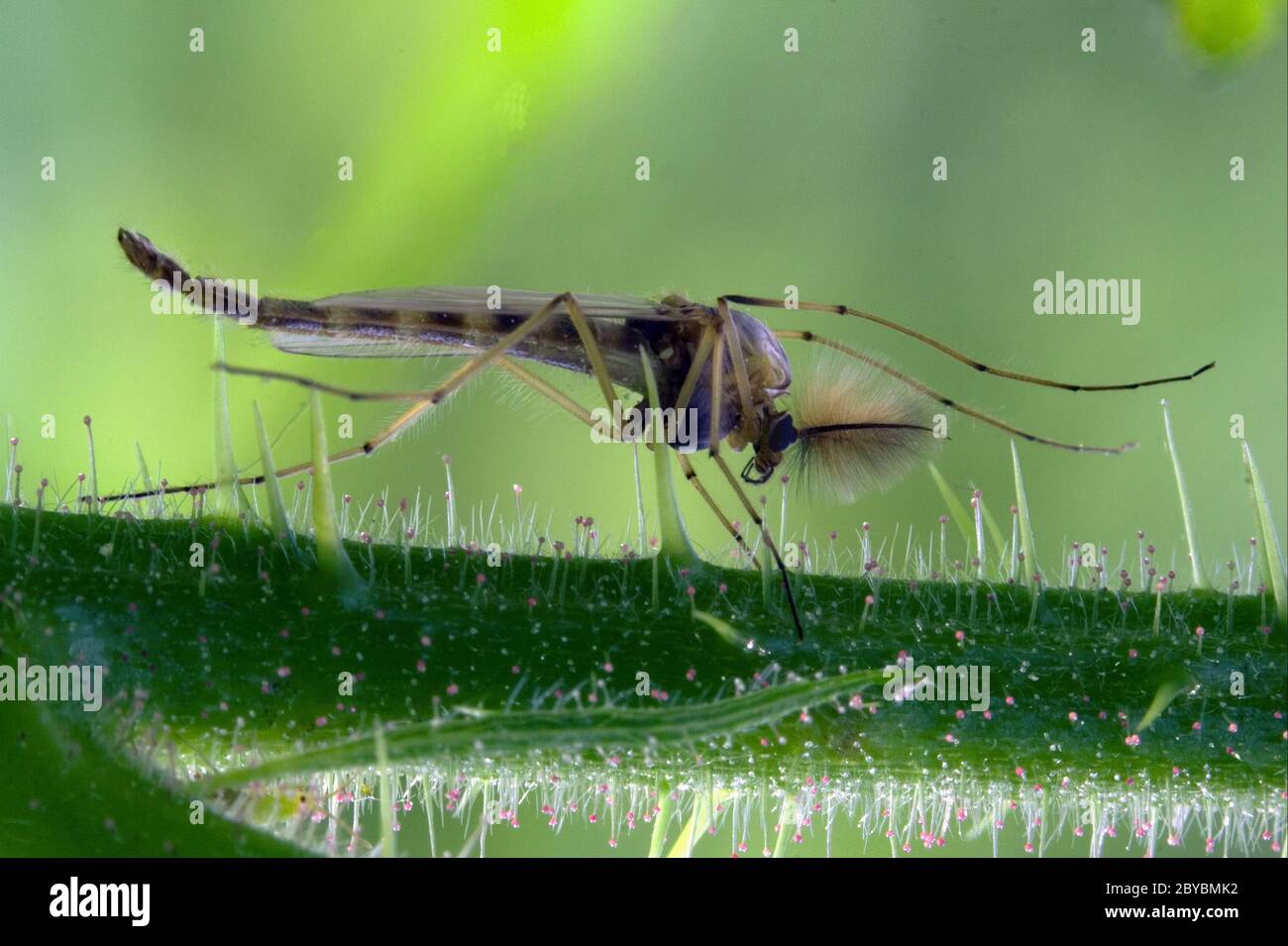 Chironomus riparius hi-res stock photography and images - Alamy