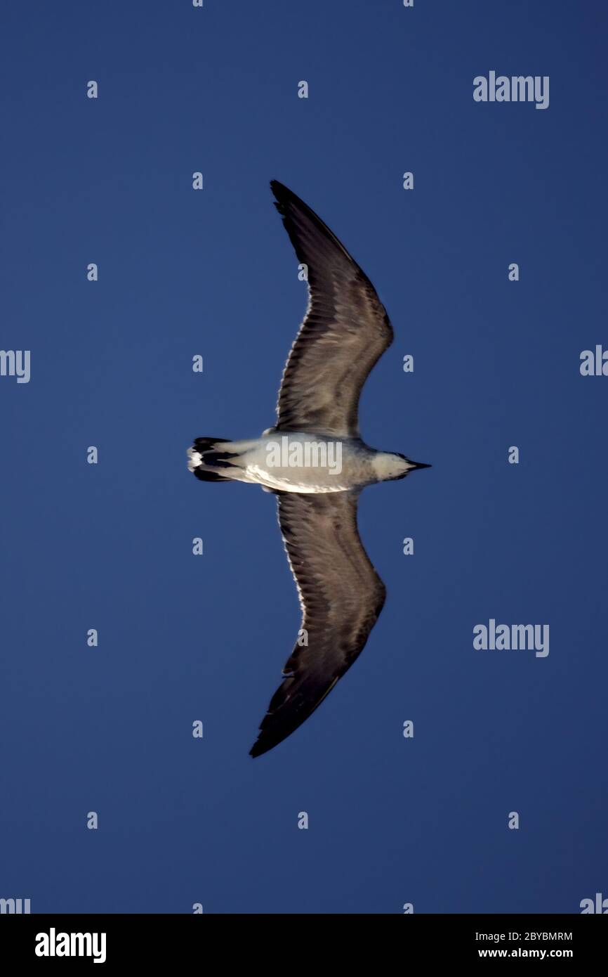 the down of sea gull Stock Photo - Alamy