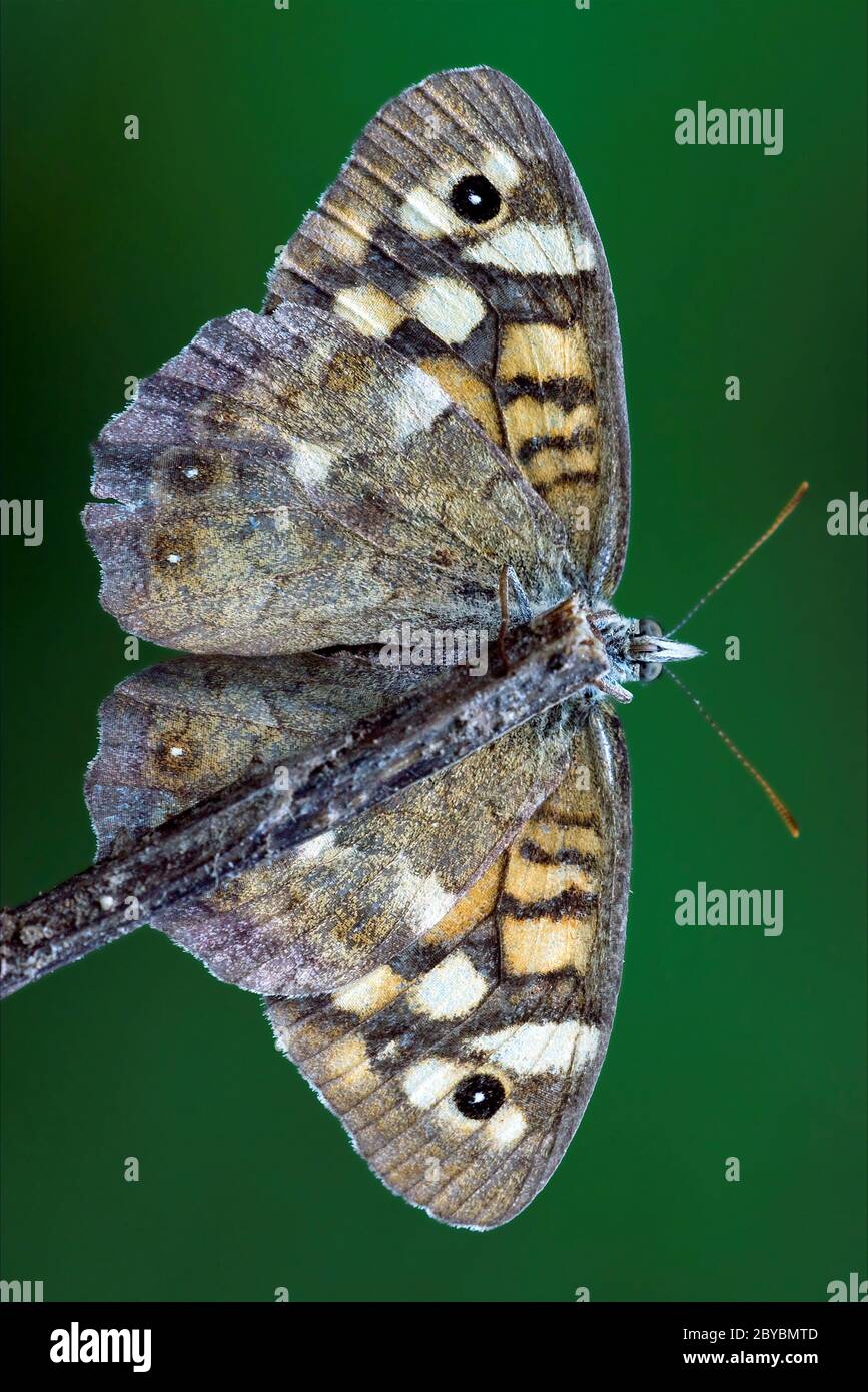 Curved rear wing hi-res stock photography and images - Alamy