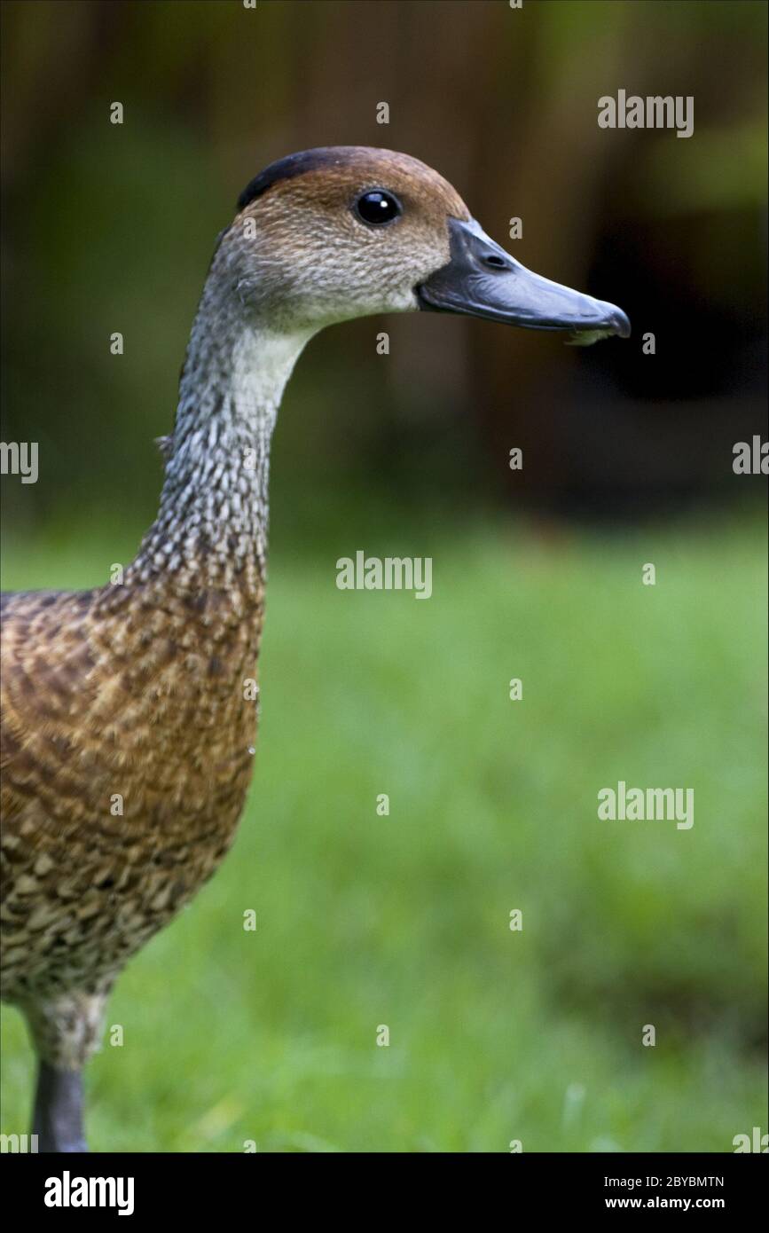 Duck side spot hi-res stock photography and images - Alamy