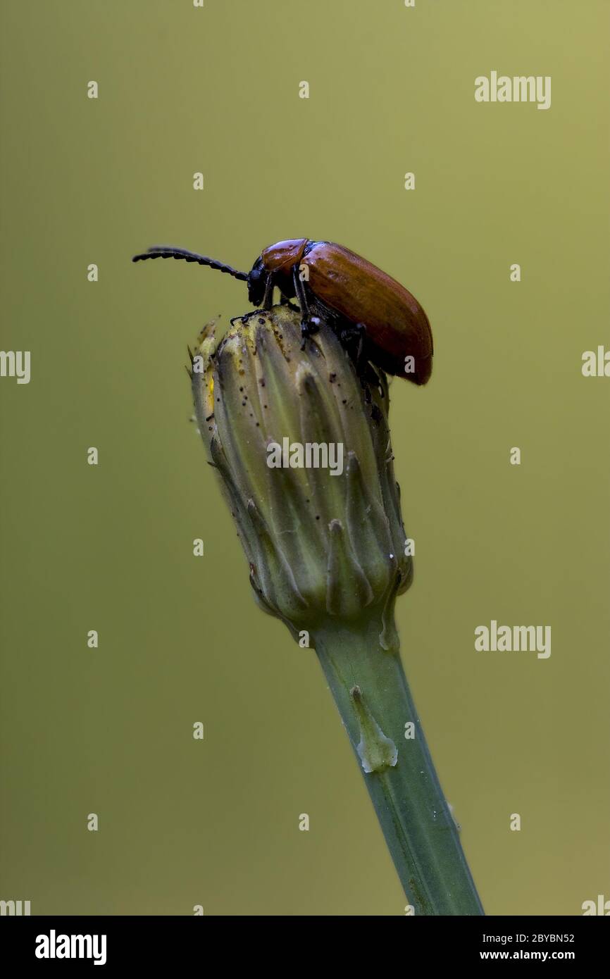 anatis ocellata coleoptera on a flower Stock Photo - Alamy