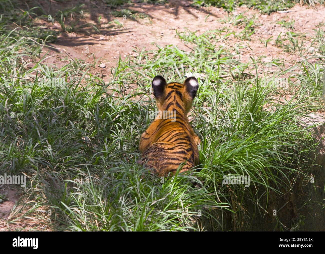 Find The Hidden Tiger