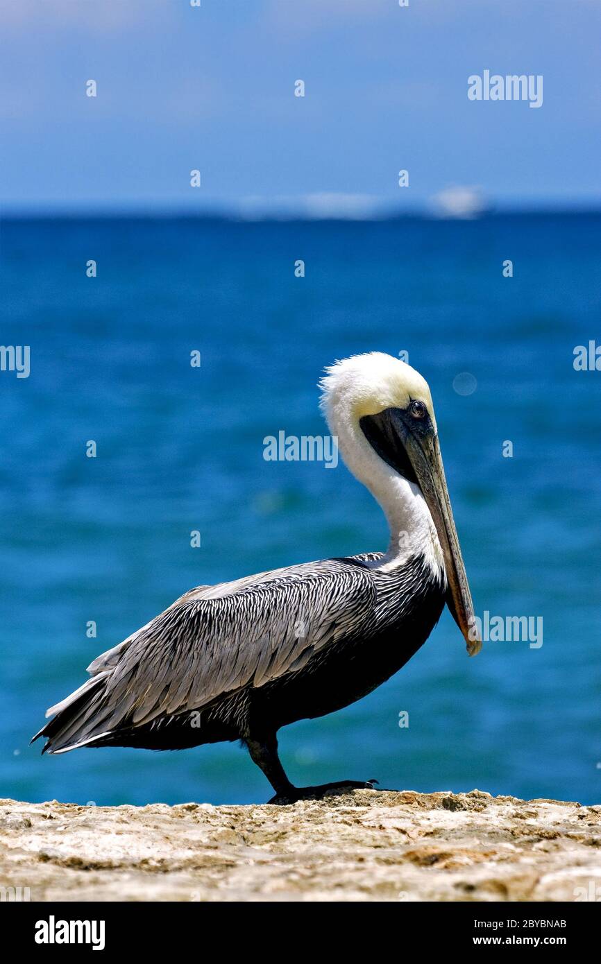 little white black pelican Stock Photo - Alamy