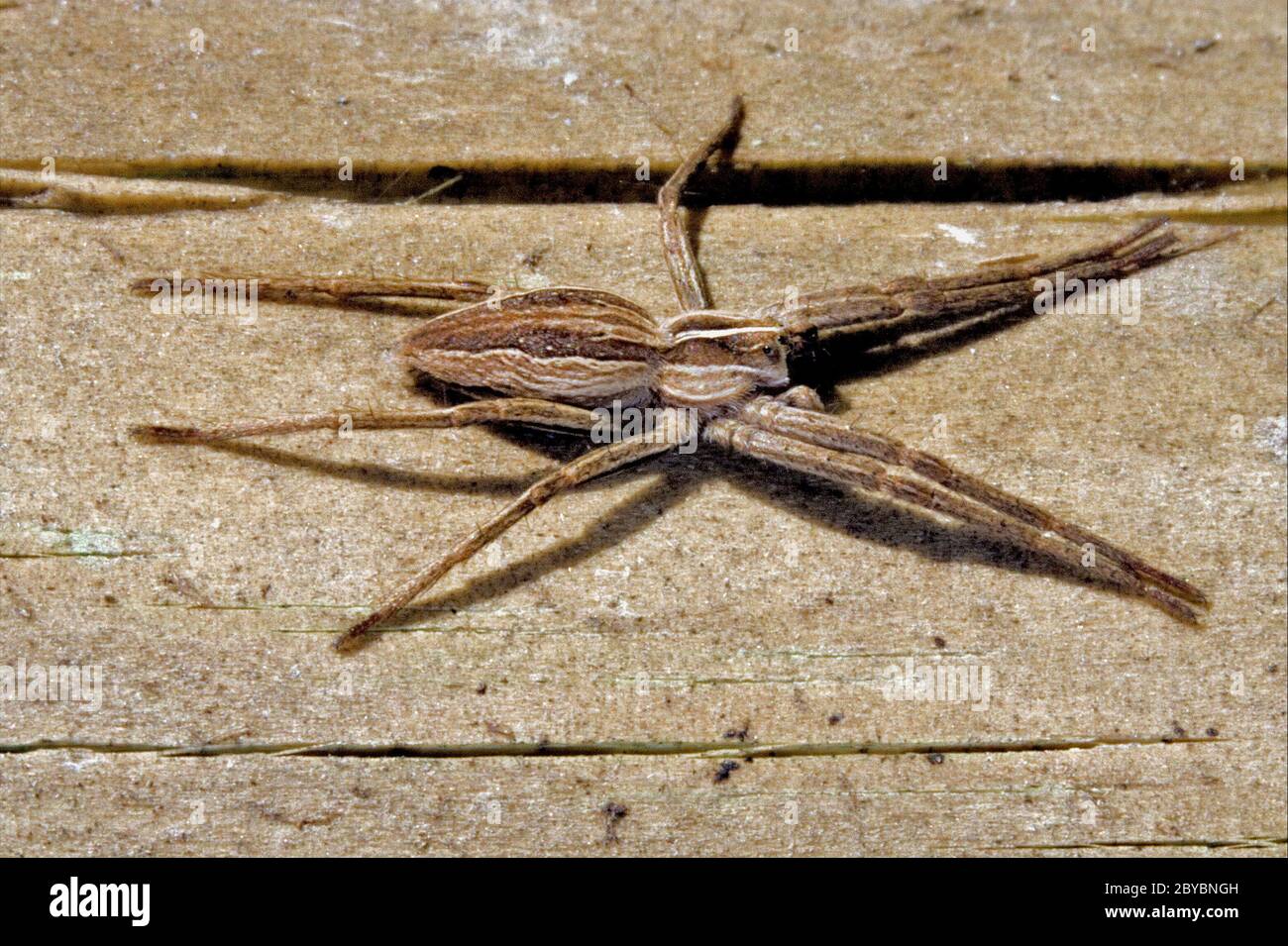 Heteropodidae hi-res stock photography and images - Alamy