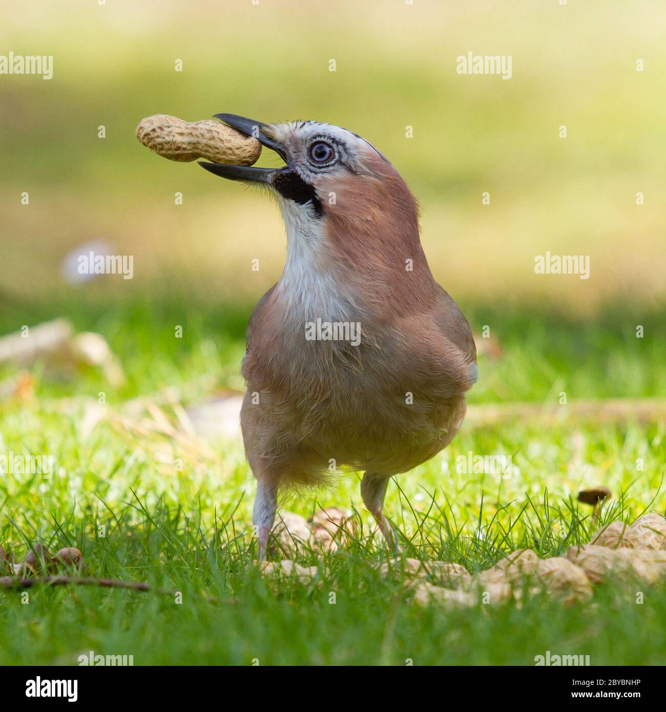 Garrulus gl hi-res stock photography and images - Alamy