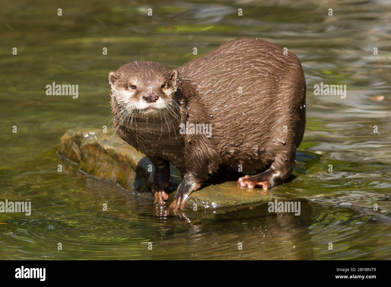 Eurasian otter underwater hi-res stock photography and images - Alamy