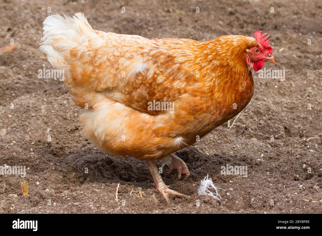 A hen on a sandy field Stock Photo - Alamy