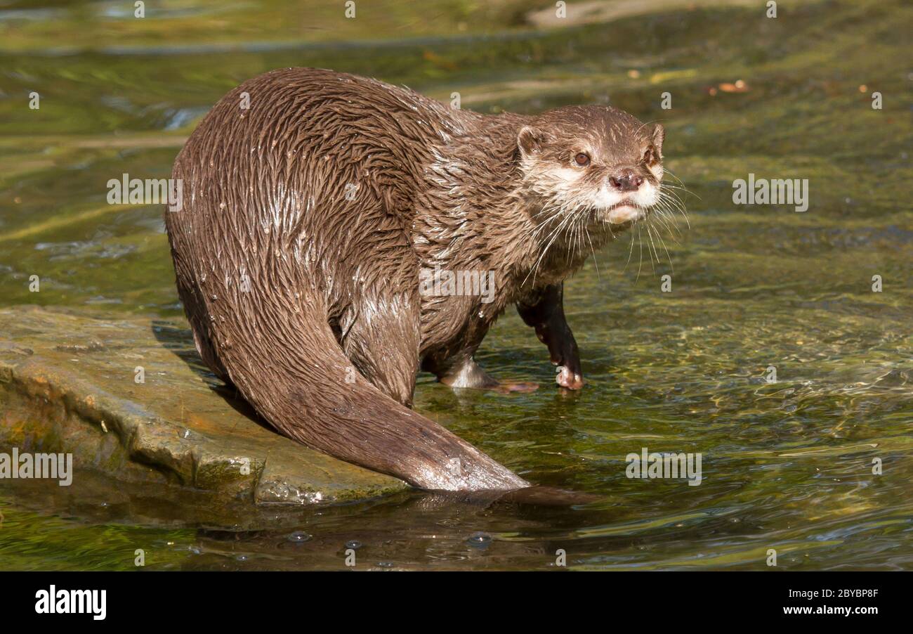 Eurasian otter underwater hi-res stock photography and images - Alamy