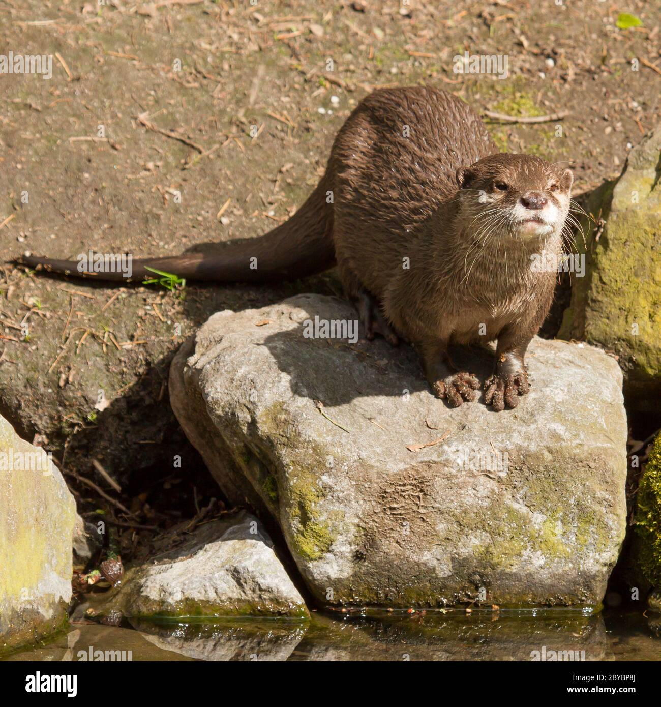 Eurasian otter underwater hi-res stock photography and images - Alamy