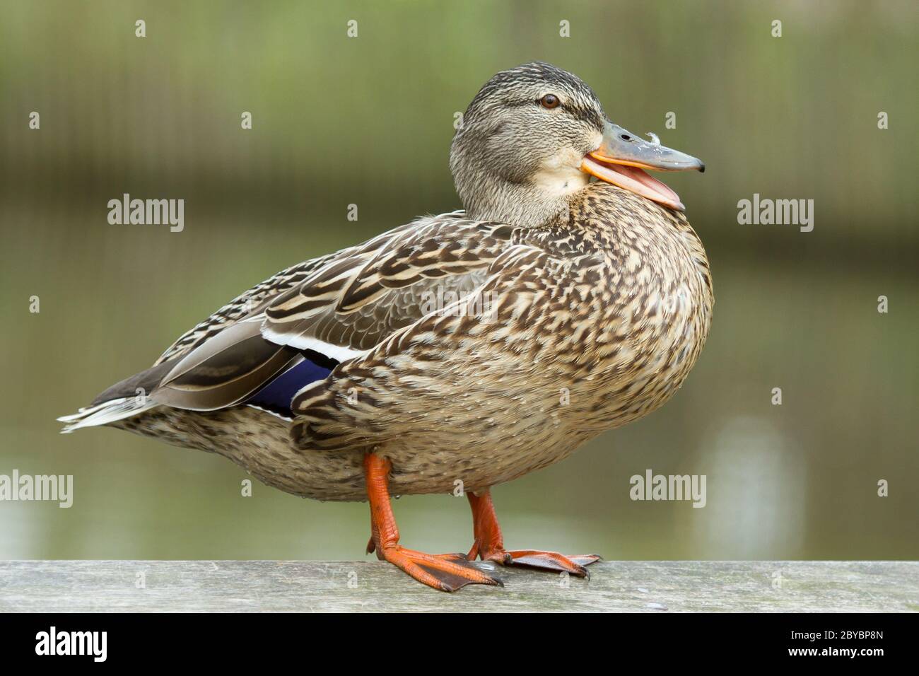 Feral mallard hi-res stock photography and images - Alamy