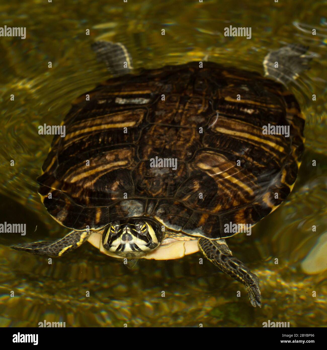European Pond Terrapin High Resolution Stock Photography and Images - Alamy