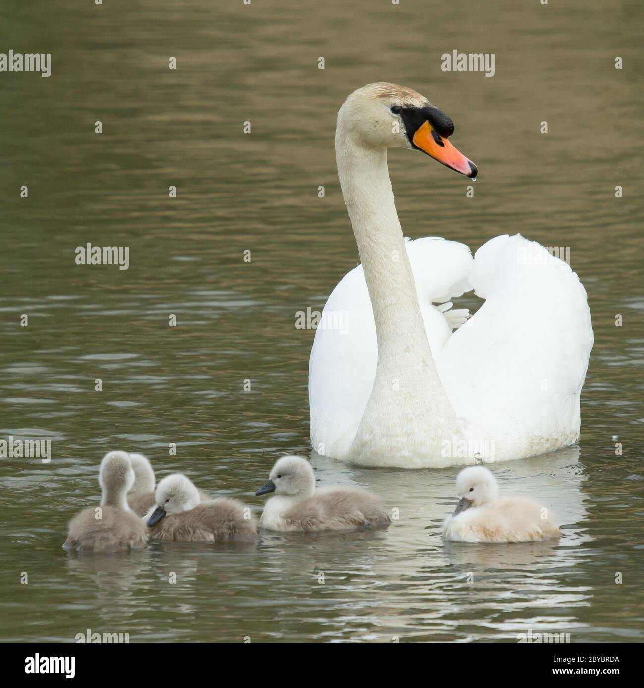 Cygnets are swimming in the water Stock Photo - Alamy