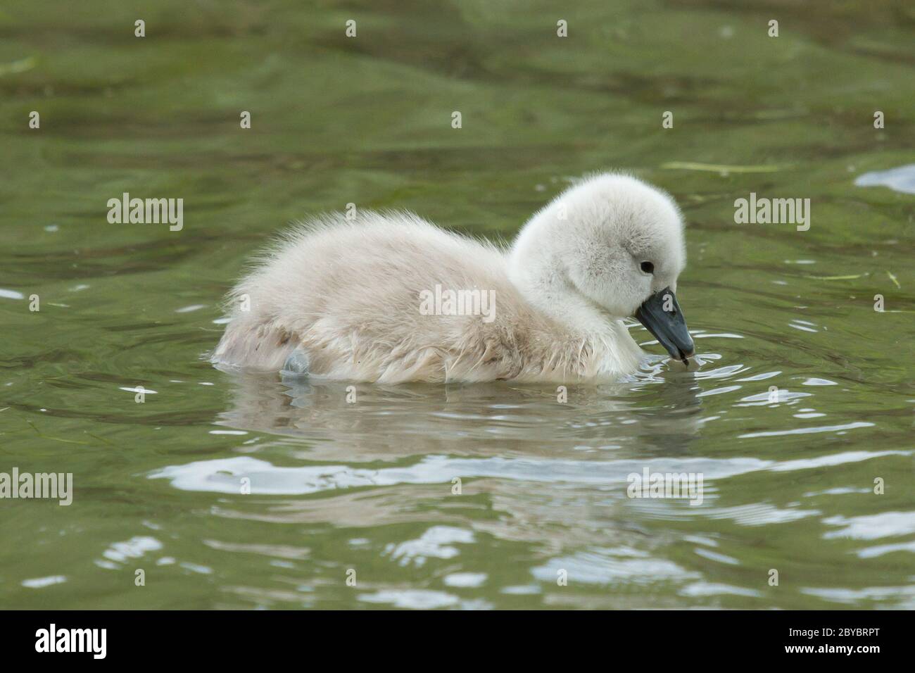 A cygnet is swimming in the water Stock Photo - Alamy