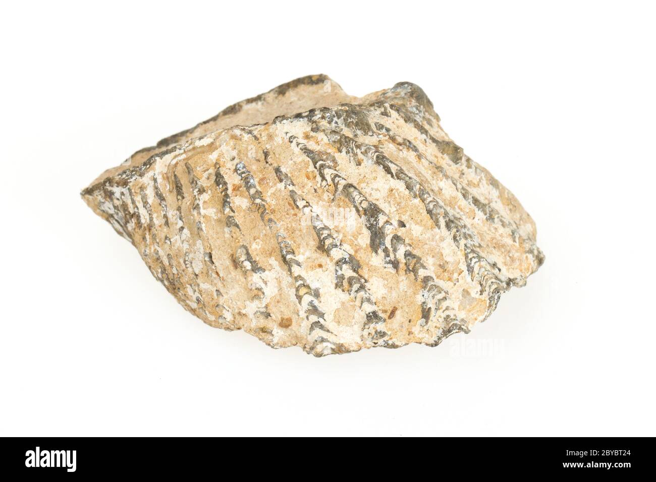 Very old fossil of a shell Stock Photo - Alamy