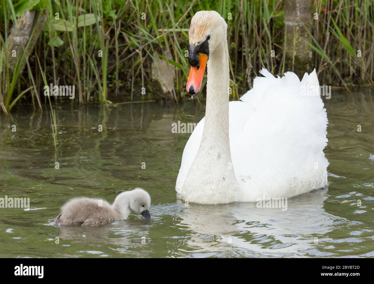 Cygnet head in swan feathers hi-res stock photography and images - Alamy