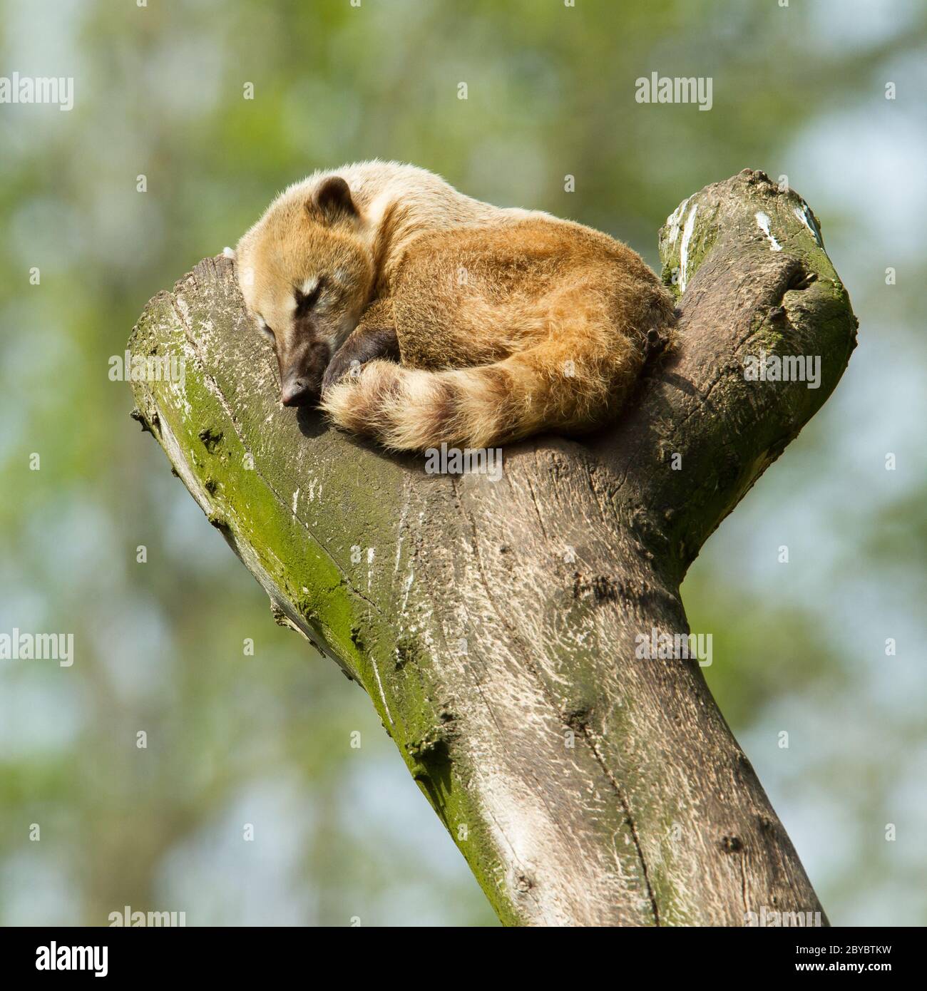 Ringtailed coati or coatimundi hi-res stock photography and images - Alamy