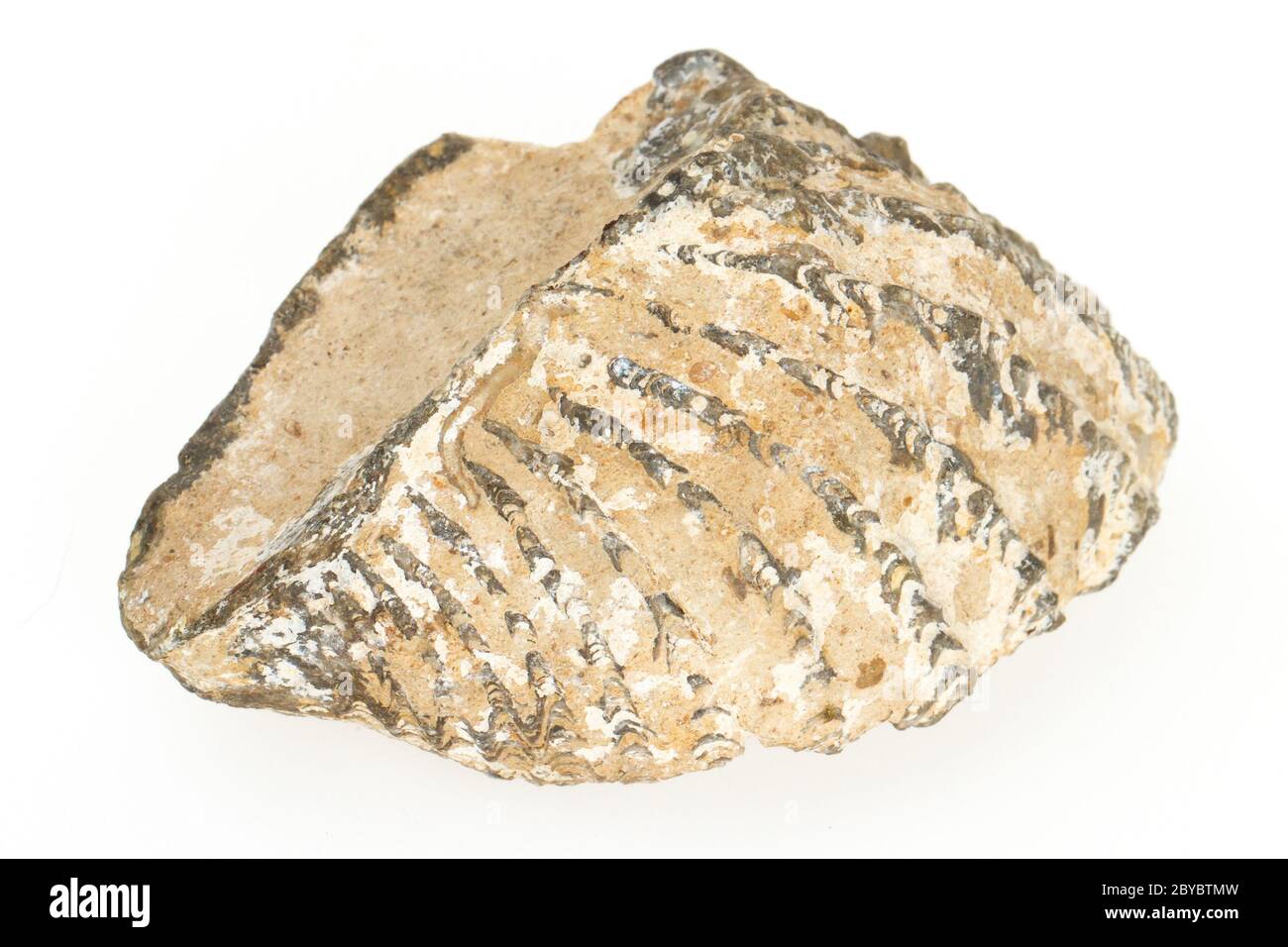 Very old fossil of a shell Stock Photo - Alamy
