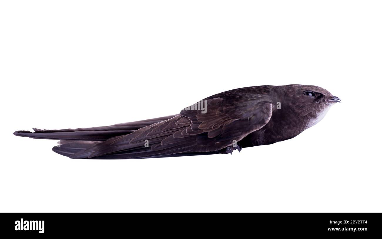 Young Common Swift bird isolated on white background Stock Photo - Alamy