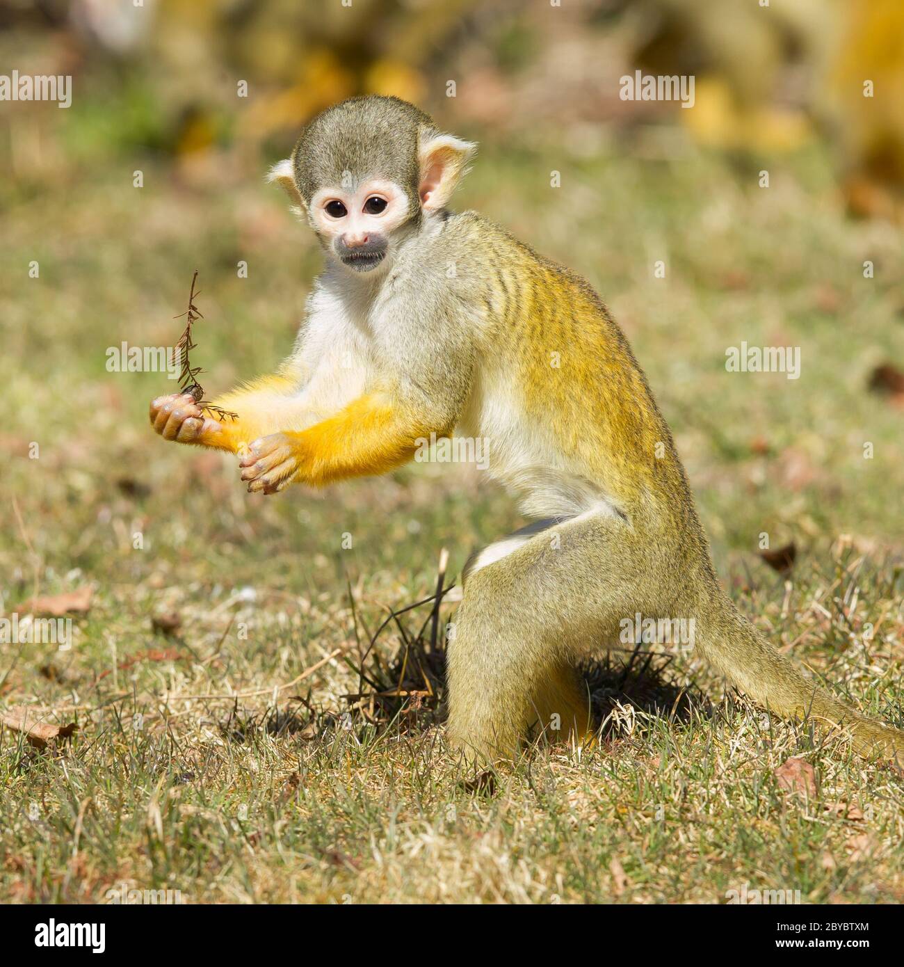 Squirrel Monkey (Saimiri boliviensis Stock Photo - Alamy