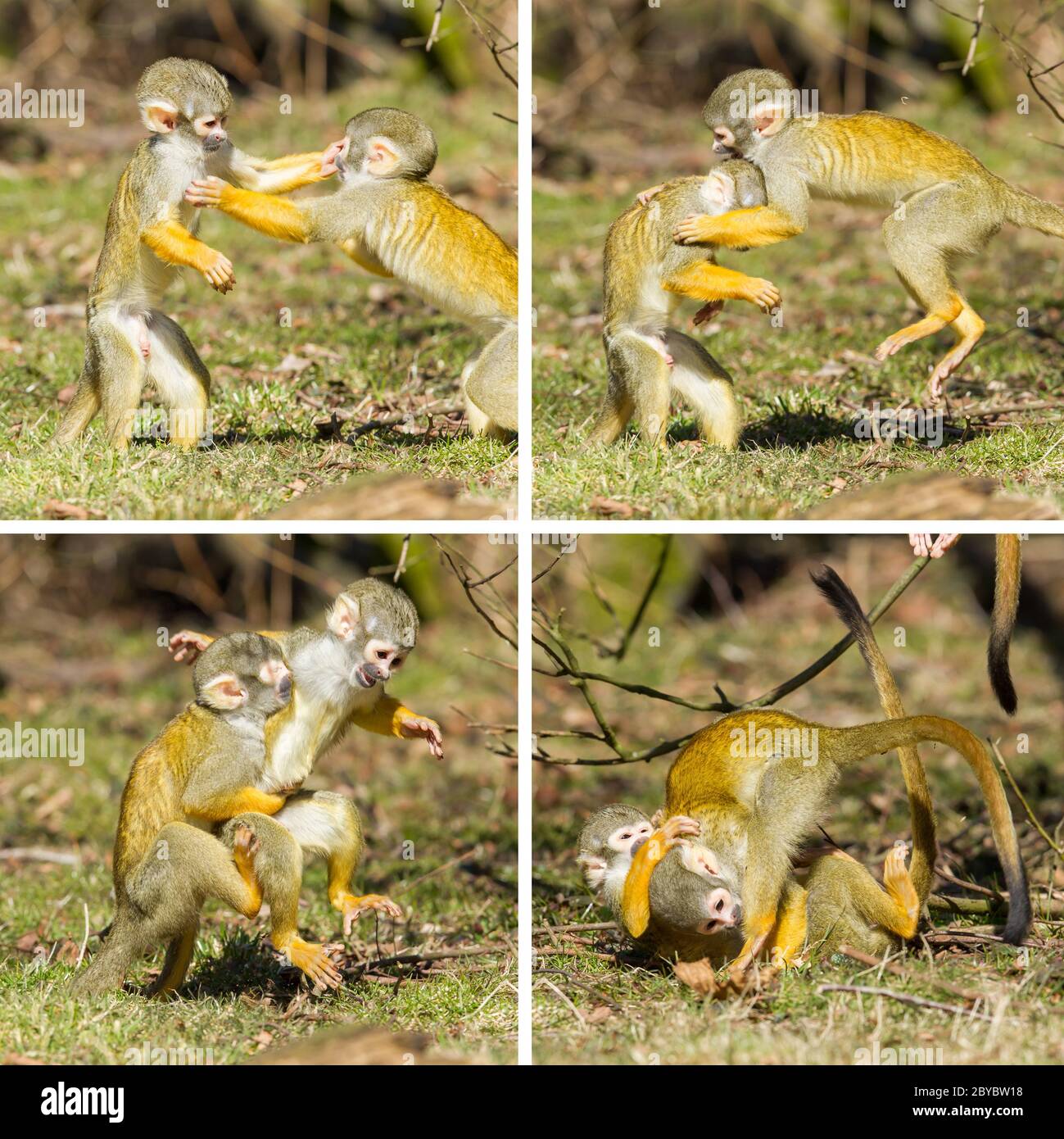 Baby monkeys fighting hi-res stock photography and images - Alamy