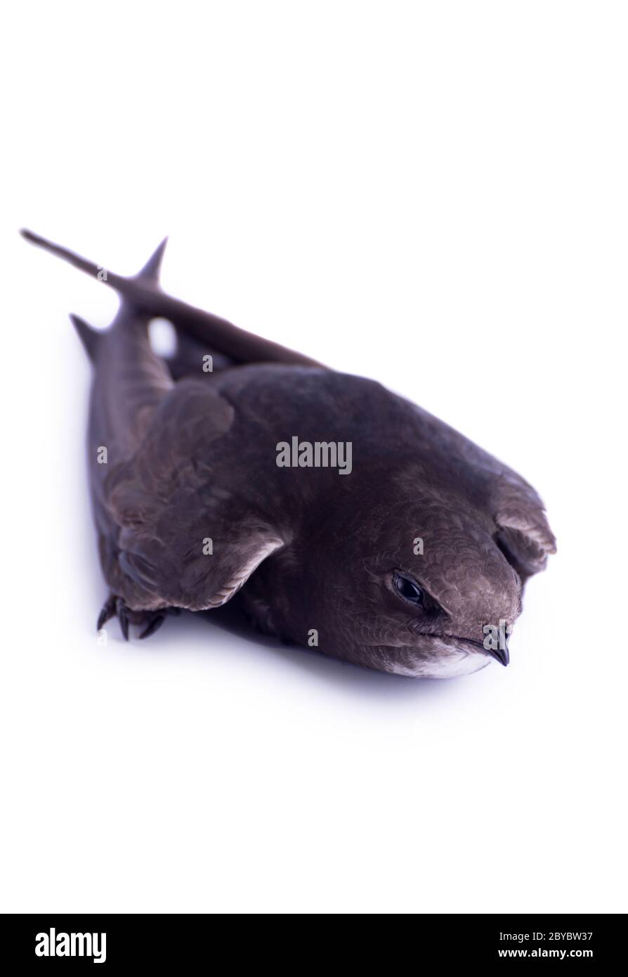 Young Common Swift bird isolated on white background Stock Photo - Alamy